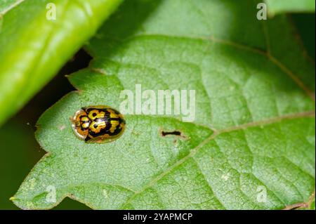 Mottled Tortoise Beetle (Deloyala guttata Stock Photo - Alamy
