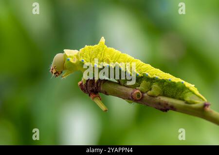 the squeaking silkmoth caterpillar - Rhodinia fugax, caterpillar of ...
