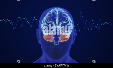 3D animation of the human brain intelligence and thinking with waves ...