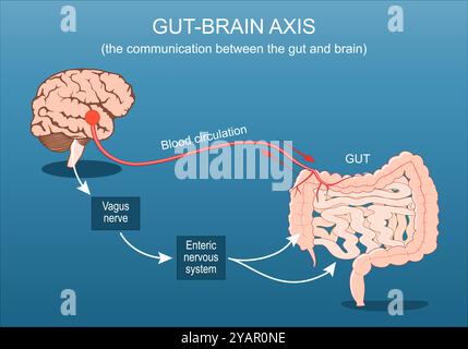 Gut-brain axis. The communication between the gut and brain. Blood circulation, Vagus nerve and ...