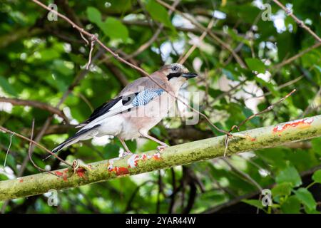 A closeup of a Eurasian blue tit sitting on a snowy tree branch Stock ...