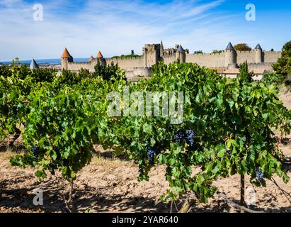 Vines heavy with grapes close to the medieval fortress of Carcassonne ...