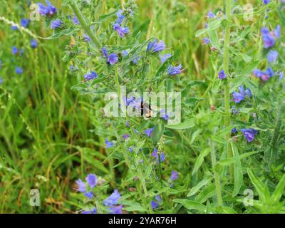 A large bumblebee sits on violet flowers collecting nectar Stock Photo ...