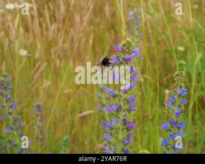 A large bumblebee sits on violet flowers collecting nectar Stock Photo ...