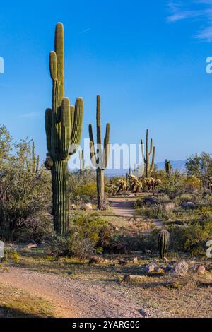 Hiking trail passes a variety of native cacti at the White Tank ...