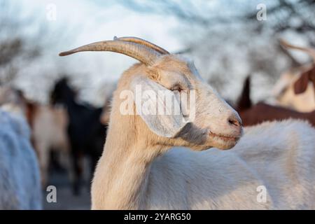 Domesticated goat livestock raised for meat producion on a ranch in ...