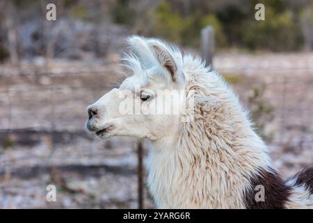 Domesticated alpaca livestock helps to protect goats from predators on ...