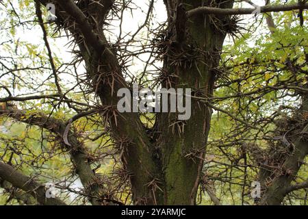 Sharp thorns protrude from the tree trunk, creating an impressive and ...