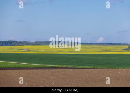 Field with rye and yellow flowering rapeseed Stock Photo - Alamy