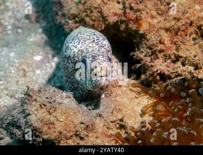 Pepper moray eel fish on the Gulf of Oman Days in Fujairah, United Arab ...