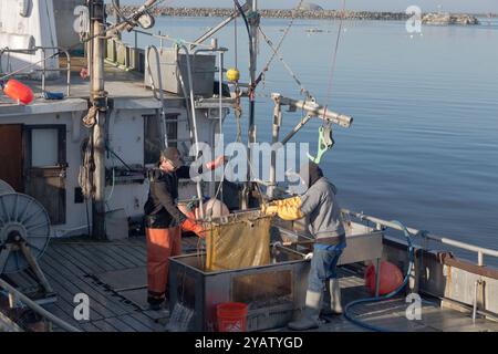 Fishermen extracting Pacific Hagfish 'Myxini' (Slime Eel) catch from ...