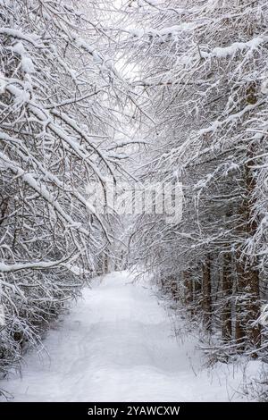 A larch tree covered in snow in the winter Stock Photo - Alamy