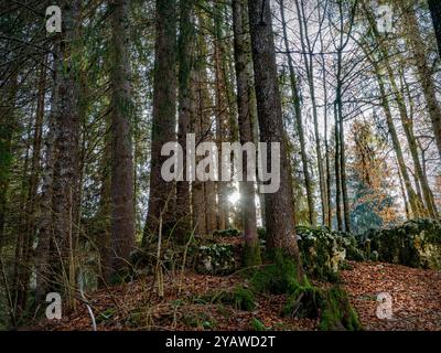 Mountain landscape, inside a forest with centuries-old fir trees, in ...