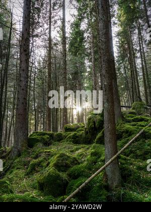 Mountain landscape, inside a forest with centuries-old fir trees, in ...