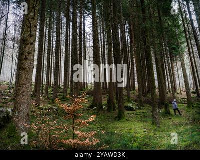 Mountain landscape, inside a forest with centuries-old fir trees, in ...