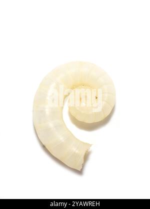 The internal shell from the squid-like mollusk Spirula spirula isolated ...