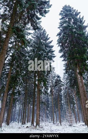 Low angle shot of a tall frozen tree in the forest Stock Photo - Alamy