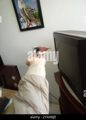 Tricolored Munia (Lonchura malacca) Aves Stock Photo - Alamy