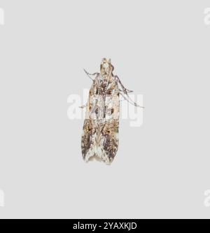Curved-horn Moths (Gelechioidea) Insecta Stock Photo - Alamy