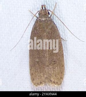 Kyoto Moth (Autosticha kyotensis) Insecta Stock Photo - Alamy
