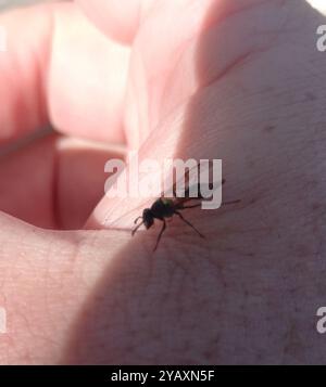 Camoati Wasp (Polybia scutellaris), Insecta, Parque Eldorado, Eldorado ...