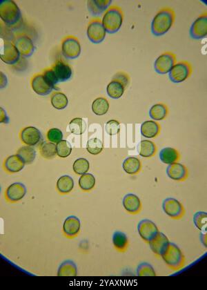 (Comatricha meandrispora) Protozoa Stock Photo - Alamy