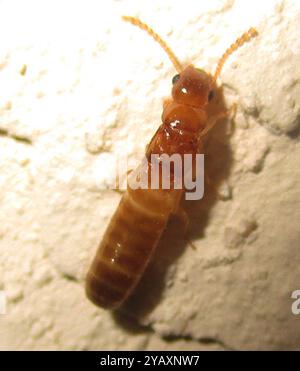 Drywood Termites (Kalotermitidae) Insecta Stock Photo - Alamy