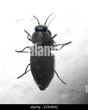 (Melanophila unicolor) Insecta Stock Photo - Alamy