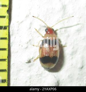 Blackbelly Leafbeetle (Monolepta melanogaster) Insecta Stock Photo - Alamy