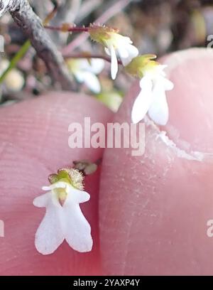 Tiny Triggerplant (Stylidium perpusillum) Plantae Stock Photo - Alamy