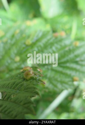Orange Bramble Rust (Phragmidium bulbosum Stock Photo - Alamy