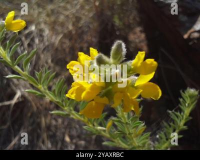 Silver Frilly Pea (Pearsonia sessilifolia) Plantae Stock Photo - Alamy