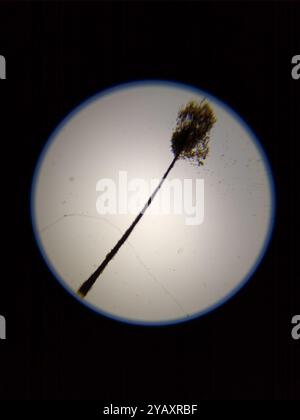 (Comatricha nigra) Protozoa Stock Photo - Alamy