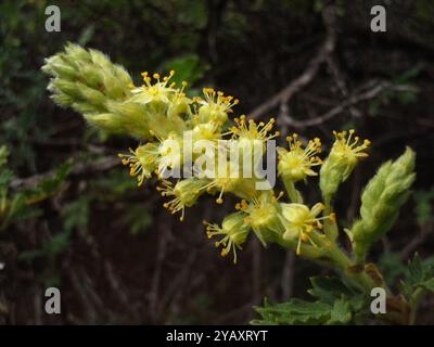 Ouhout (Leucosidea sericea) Plantae Stock Photo - Alamy