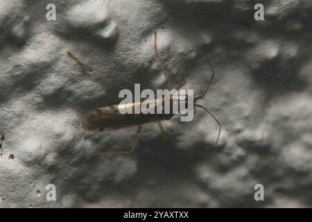 (Dicyphus errans) Insecta Stock Photo - Alamy