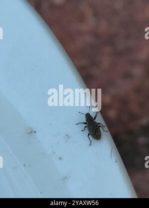 Clover Weevil (Sitona hispidulus Stock Photo - Alamy