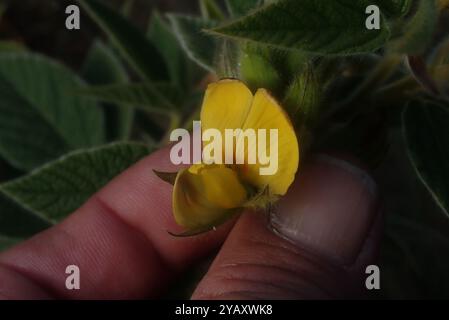 Shaggy Bush (Rhynchosia clivorum clivorum) Plantae Stock Photo - Alamy
