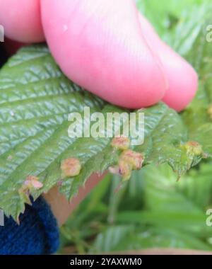 Orange Bramble Rust (Phragmidium bulbosum) Fungi Stock Photo - Alamy