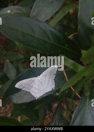 Grey Swallowtail Moth (Micronia aculeata) Insecta Stock Photo - Alamy