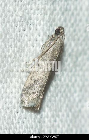 Flour-moths (Ephestia) Insecta Stock Photo - Alamy
