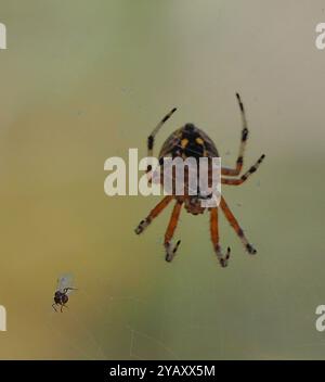 Marbled Orbweaver (Araneus marmoreus) Arachnida Stock Photo - Alamy