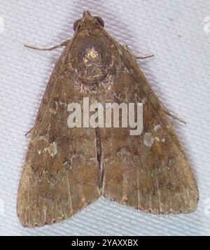 Eight-spot Moth (Amyna stricta) Insecta Stock Photo - Alamy