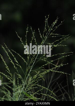 guinea grass (Megathyrsus maximus) Plantae Stock Photo - Alamy