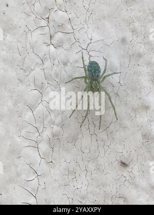 Green Meshweaver (Nigma walckenaeri) Arachnida Stock Photo - Alamy