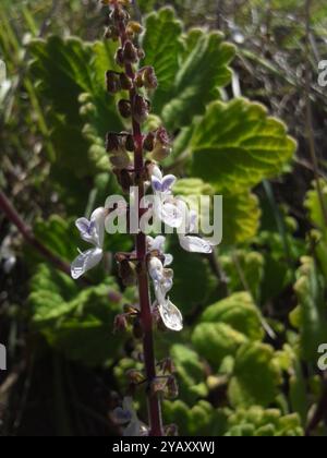 Vicks Plant (Coleus hadiensis), Plantae, uMgungundlovu District ...