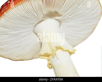 Mushroom cap with lamellae, Agaric fungus, cross section, 20X light ...