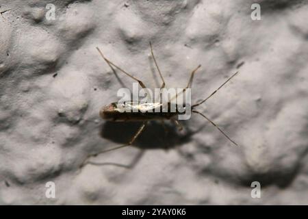 (Dicyphus errans) Insecta Stock Photo - Alamy