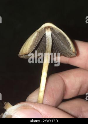 Tall Psathyrella (Psathyrella longipes) Fungi Stock Photo - Alamy