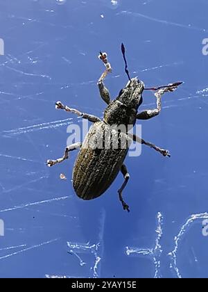 Pea Weevil (Sitona lineatus) Insecta Stock Photo - Alamy