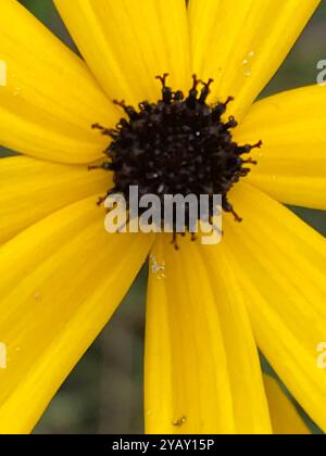 Short-awn Tickseed (Coreopsis aristulata) Plantae Stock Photo - Alamy